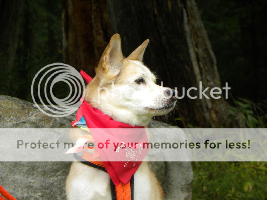 Sky and Sirius Blue Ridge DSA Mini Camp - Positively | Victoria ...